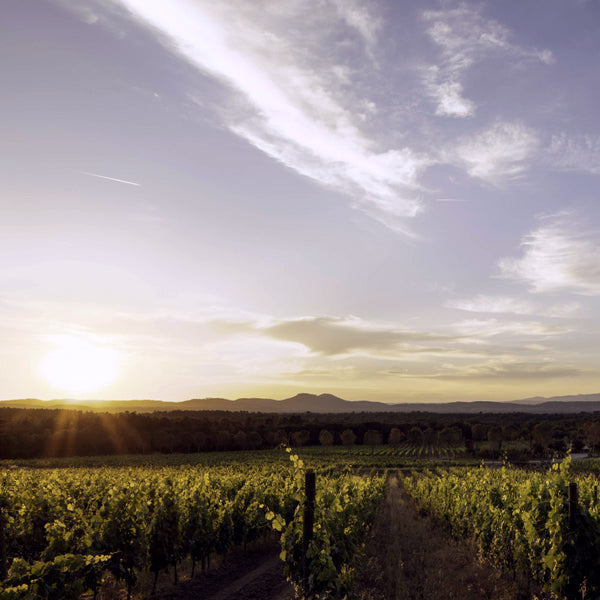 UP Ultimate Provence Rosé Double Magnum – Club Lavender